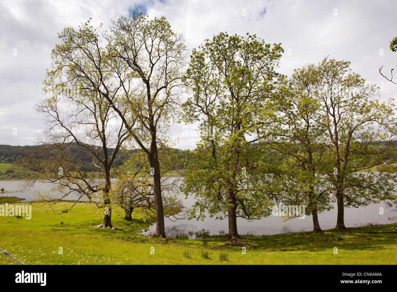 UK, Cumbria, Lake District, Hawkshead, trees at edge of Esthwaite Water ...