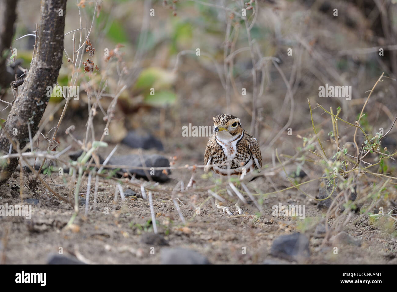 Banded bird hi-res stock photography and images - Alamy