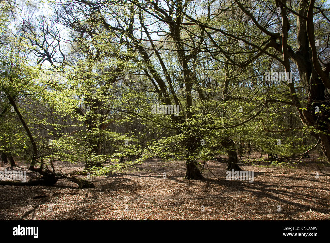 Ancient old trees woodland Epping Forest Stock Photo - Alamy