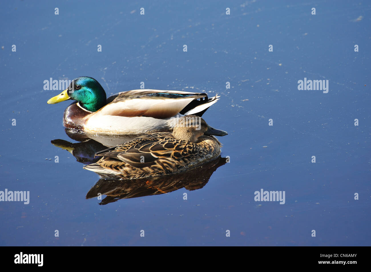 Mallard water birds hi-res stock photography and images - Alamy