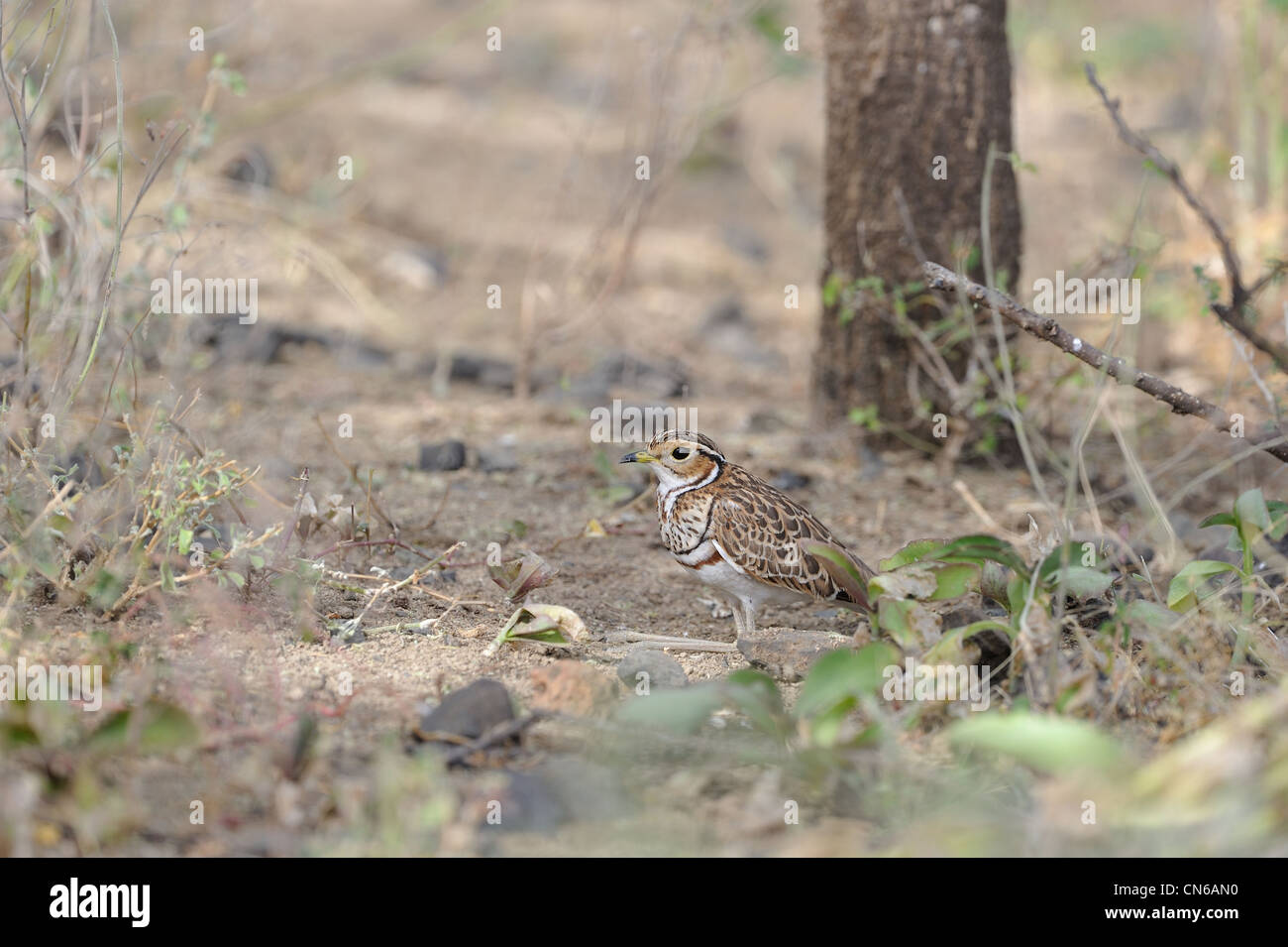 Banded bird hi-res stock photography and images - Alamy