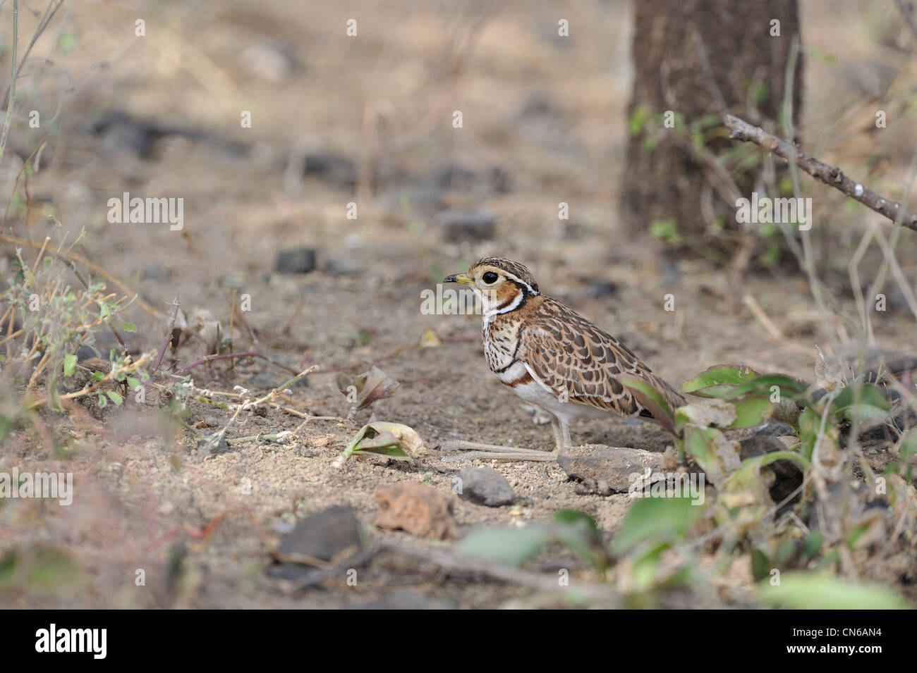Threebanded courser hi-res stock photography and images - Alamy
