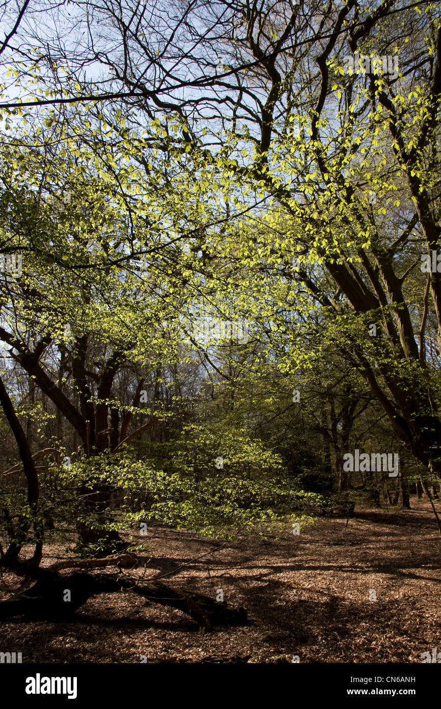 Ancient old trees woodland Epping Forest Stock Photo - Alamy