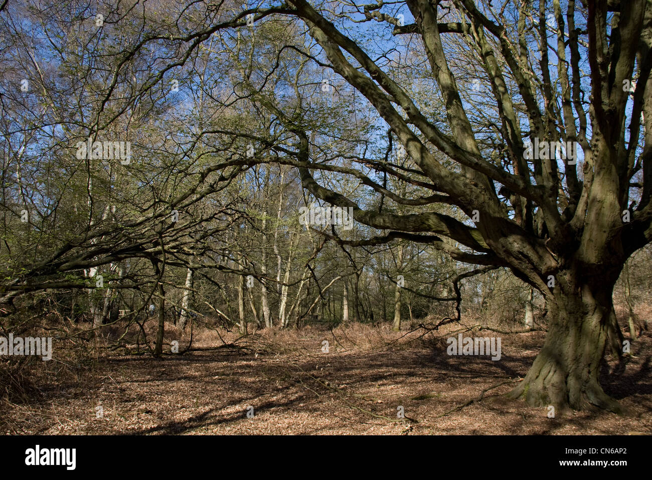 Ancient old trees woodland Epping Forest Stock Photo - Alamy