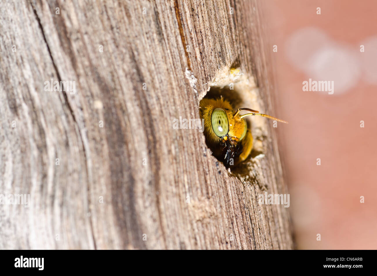 Carpenter bee macro in hi-res stock photography and images - Alamy