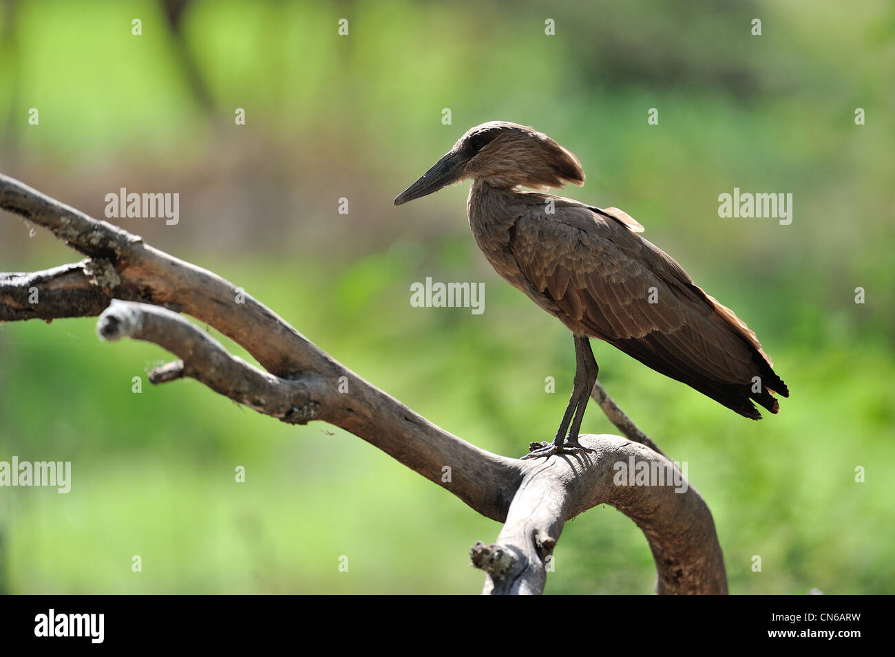 Hamerkop on branch hi-res stock photography and images - Alamy