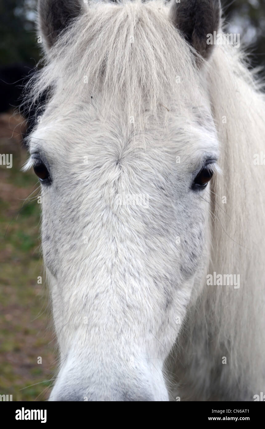 Riding pet pony hi-res stock photography and images - Alamy