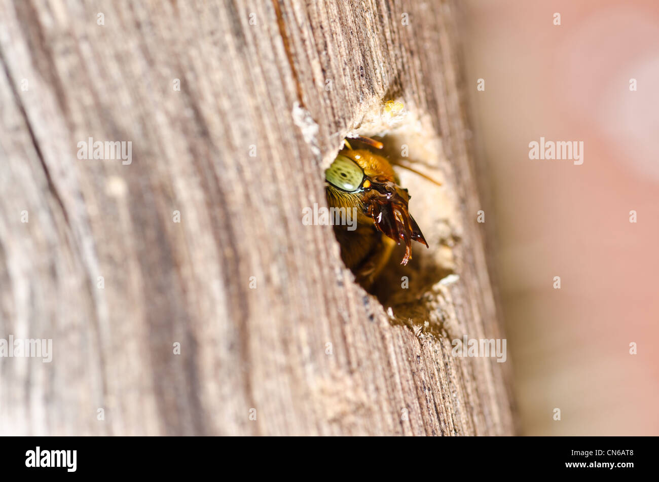 Carpenter bee macro in hi-res stock photography and images - Alamy
