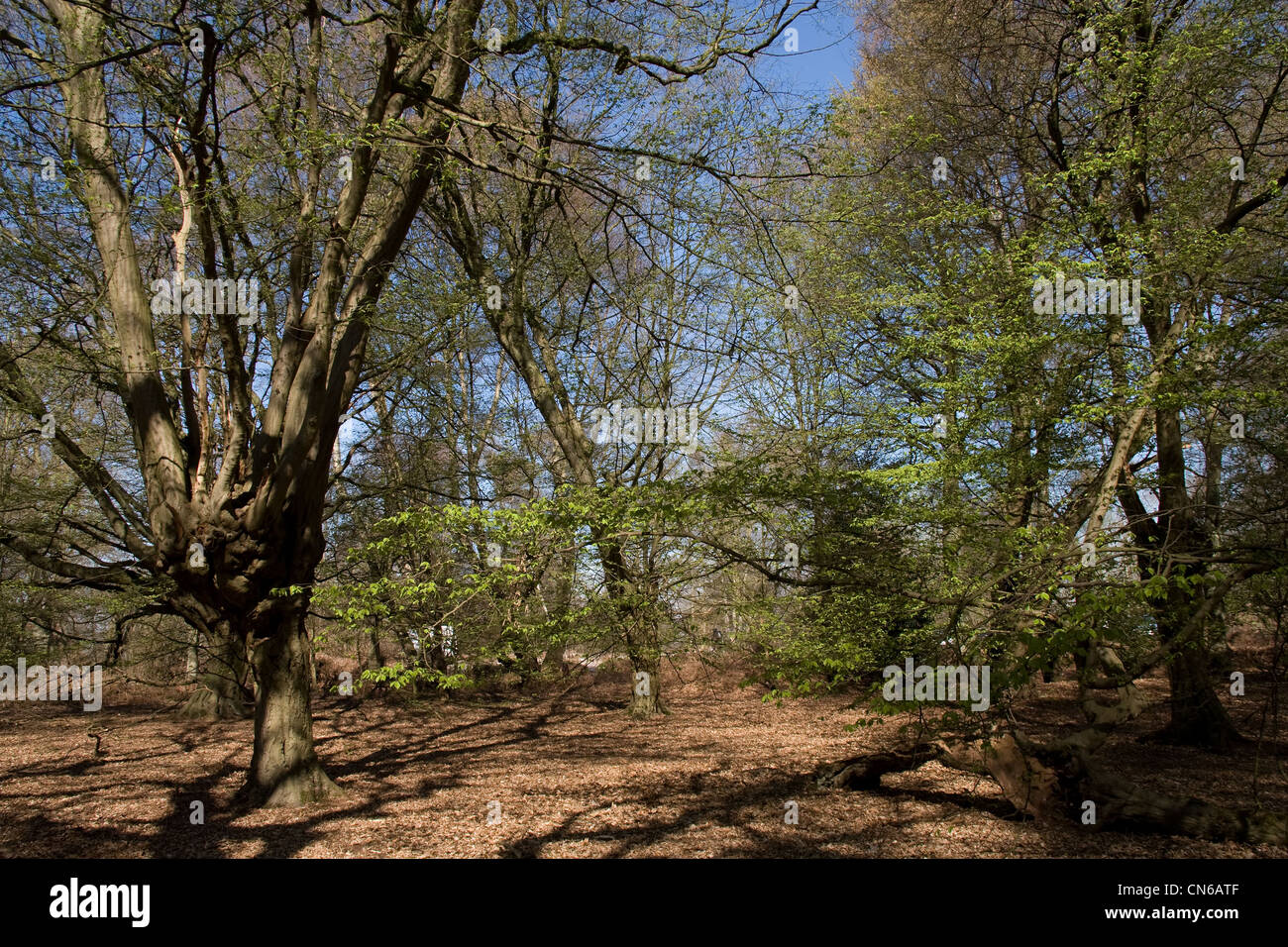 Ancient old trees woodland Epping Forest Stock Photo - Alamy