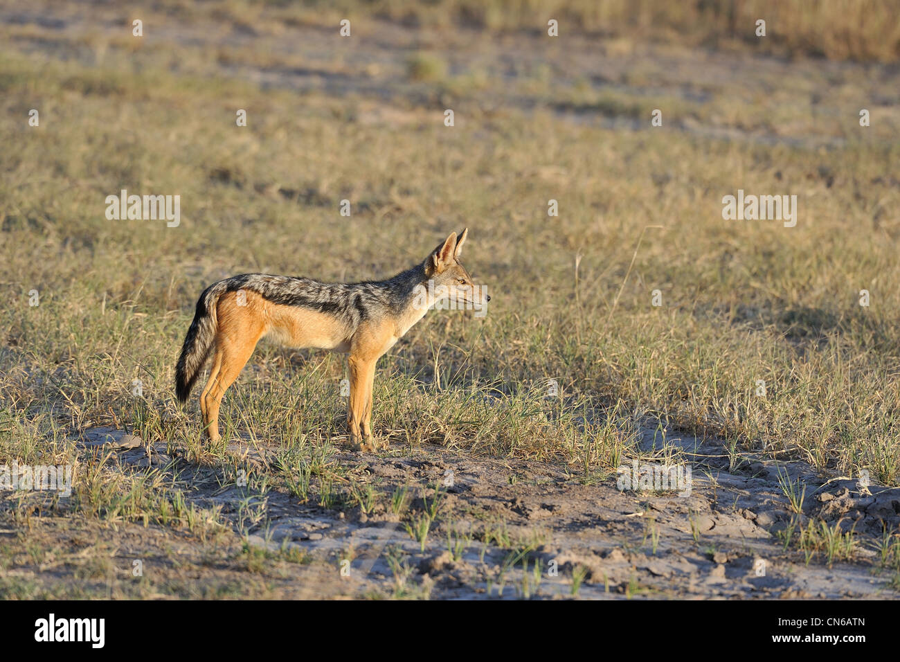 Black-backed jackal - Saddle-backed jackal - Silver-backed jackal ...