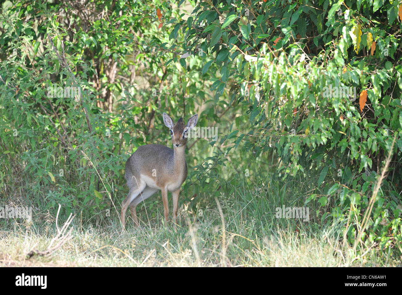 Kirk's Dik-dik (Madoqua kirkii) female standing in the shadow of bushes Masai Mara - Kenya ...