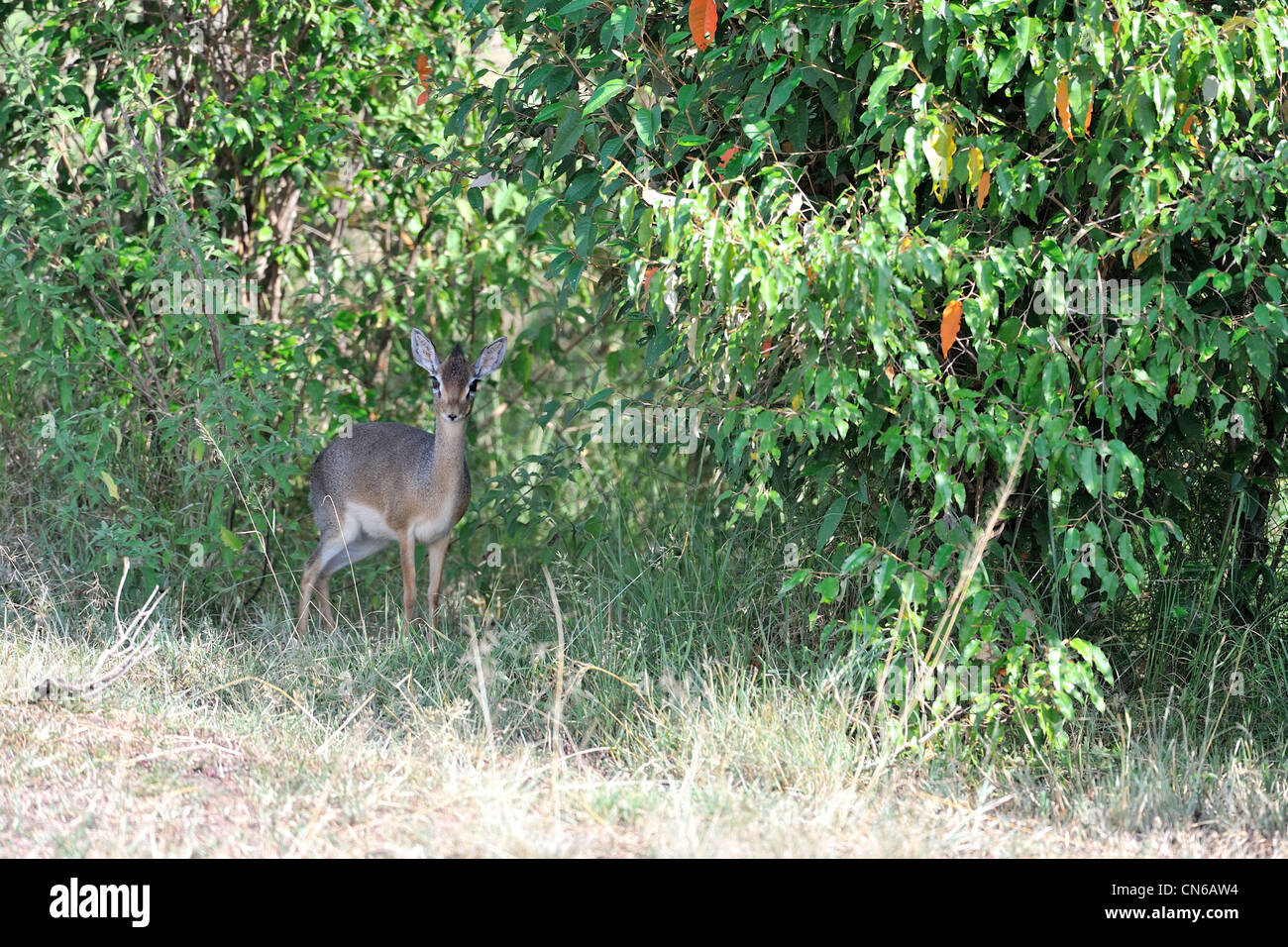 Kirk's Dik-dik (Madoqua kirkii) female standing in the shadow of bushes Masai Mara - Kenya ...