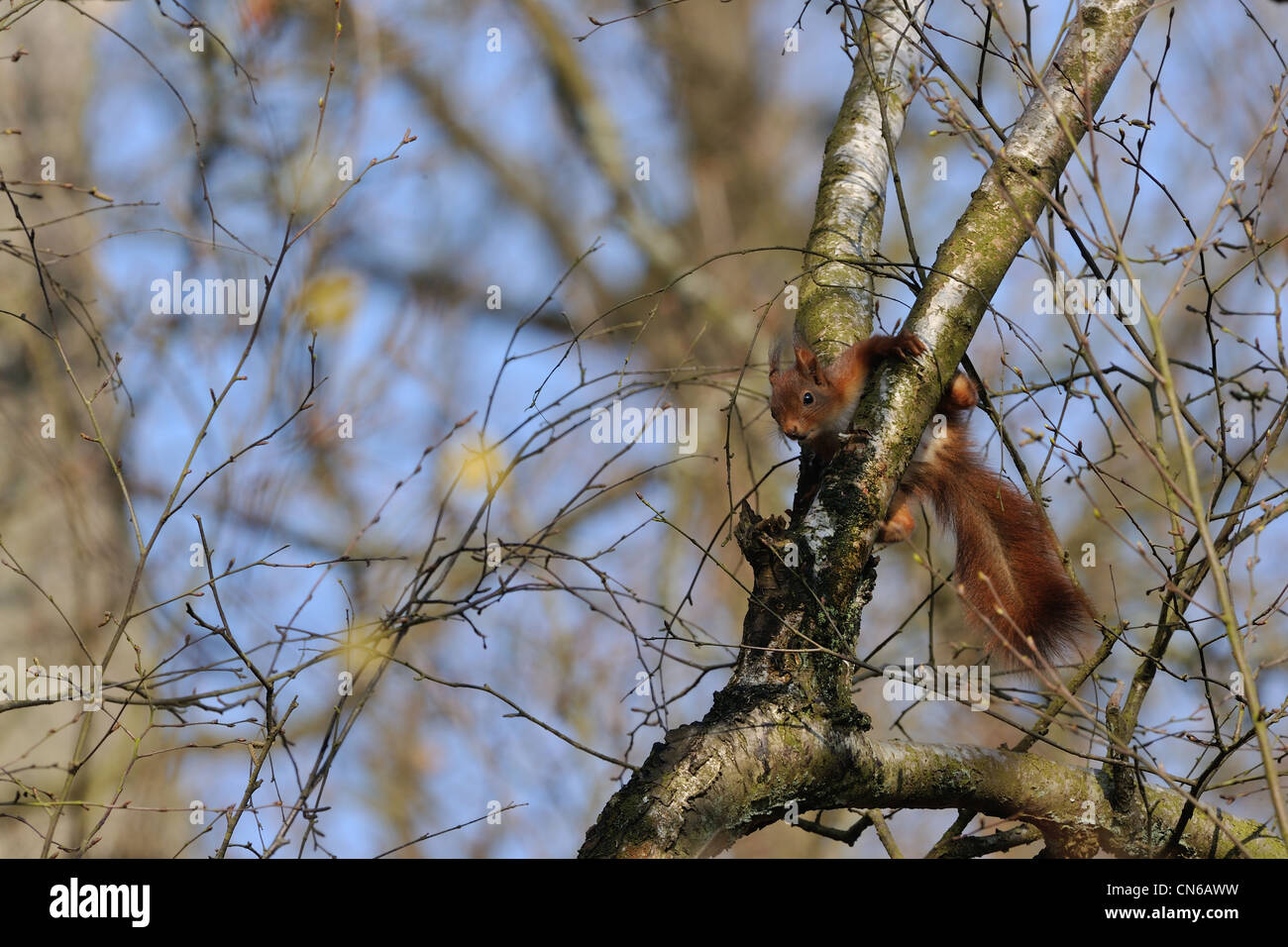 Eurasian Red Squirrel - European Squirrel (Sciurus vulgaris) in a beech ...