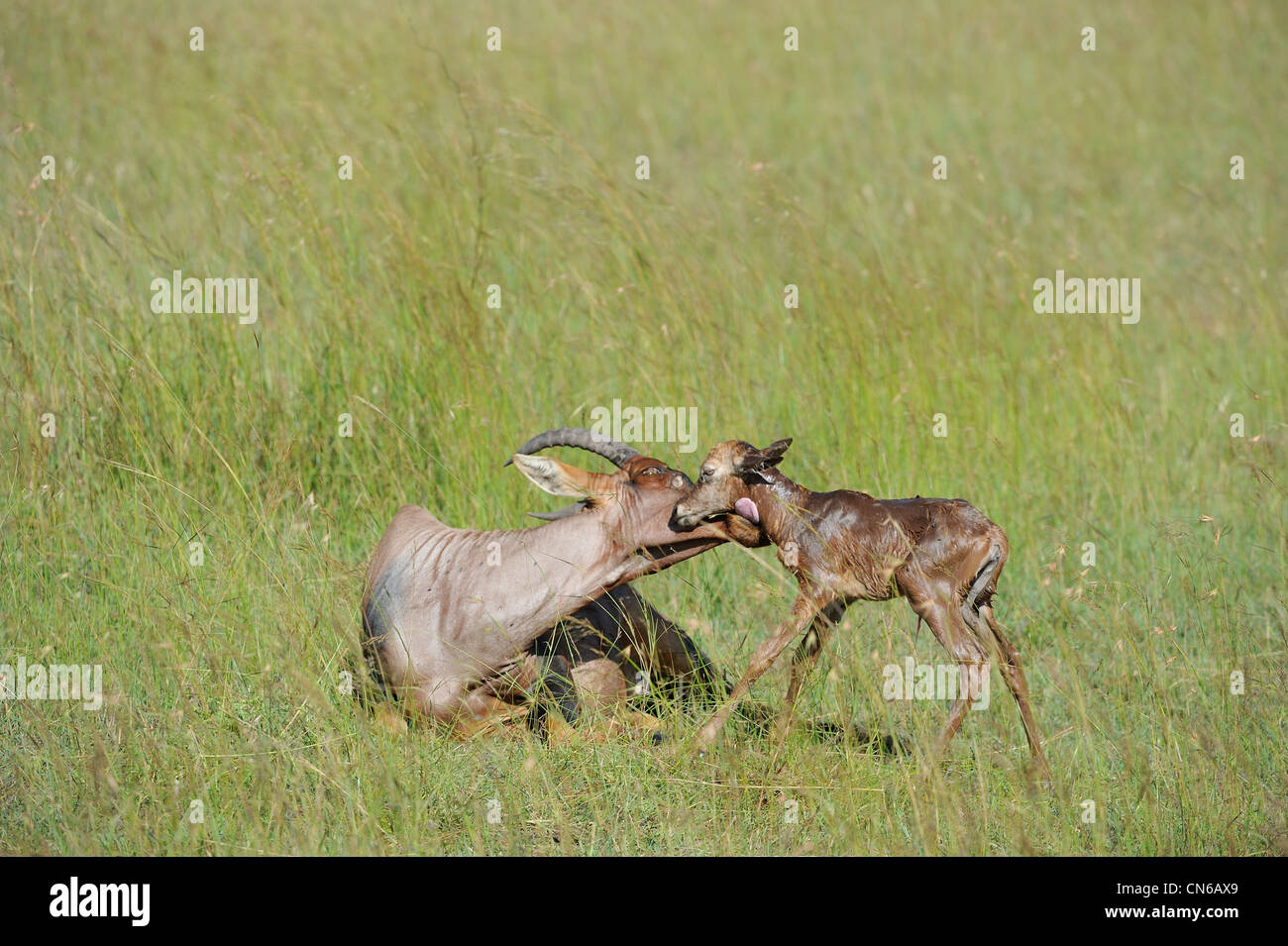 Female topi birth hi-res stock photography and images - Alamy