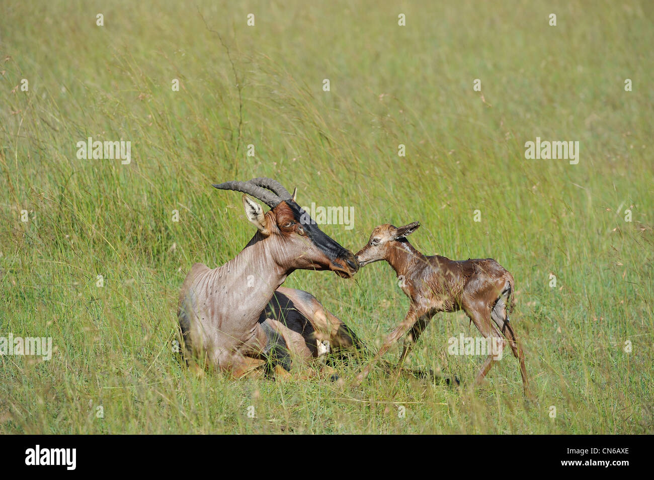 Topi (Damaliscus lunatus topi) new born calf standing near its mother ...