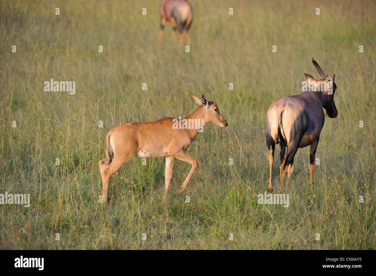 Topi (Damaliscus lunatus topi) calf walking near its mother Masai Mara ...
