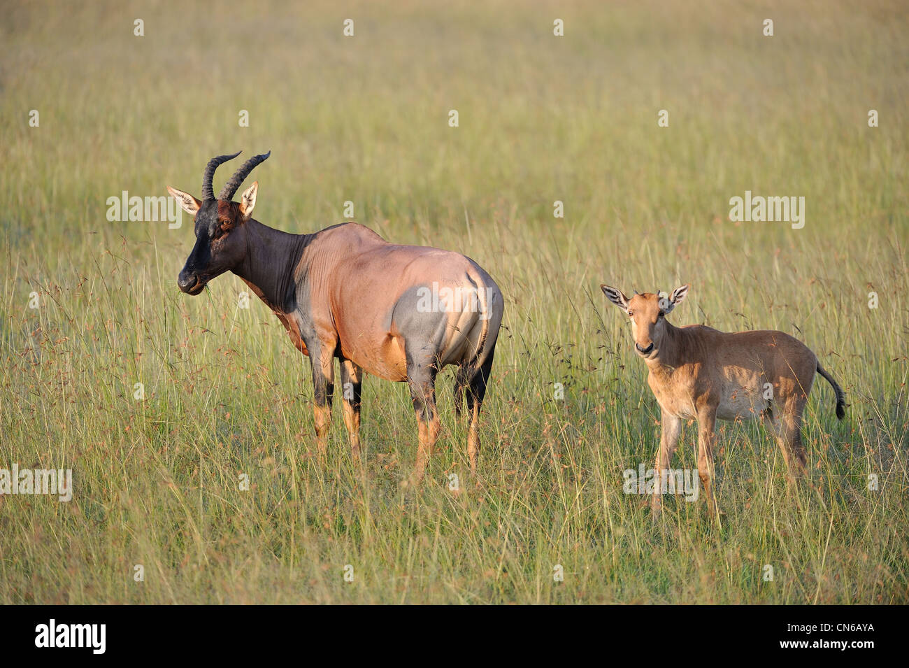Savanna grasslands kenya hi-res stock photography and images - Alamy