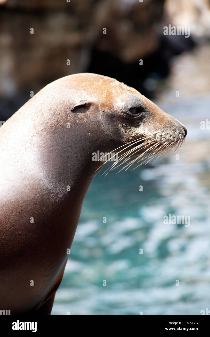 Cute, sea lion hi-res stock photography and images - Alamy