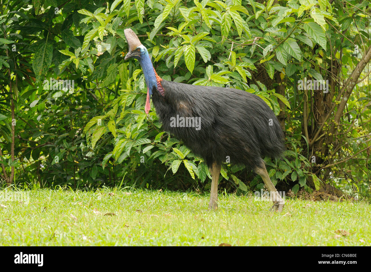 Southern Cassowary Casuarius casuarius Adult female Photographed in the ...