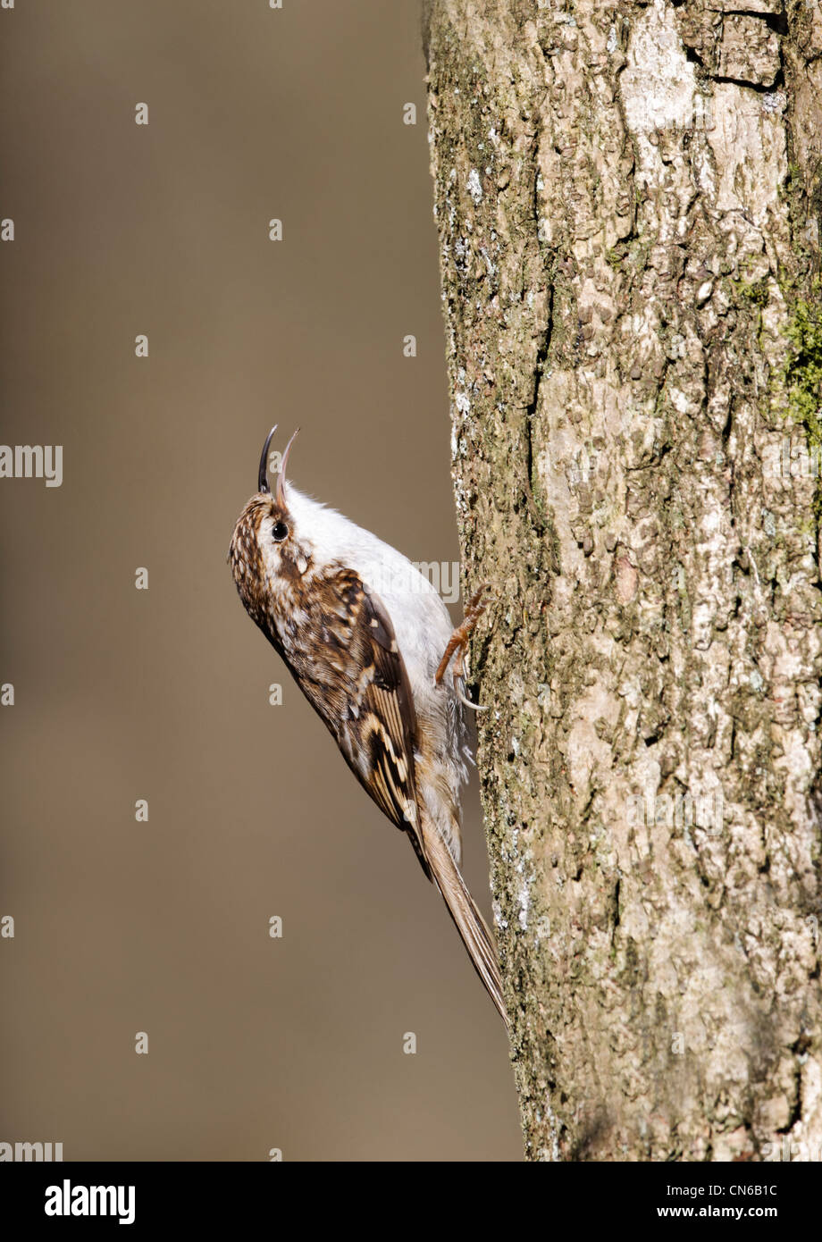Certhia familiaris singing hi-res stock photography and images - Alamy