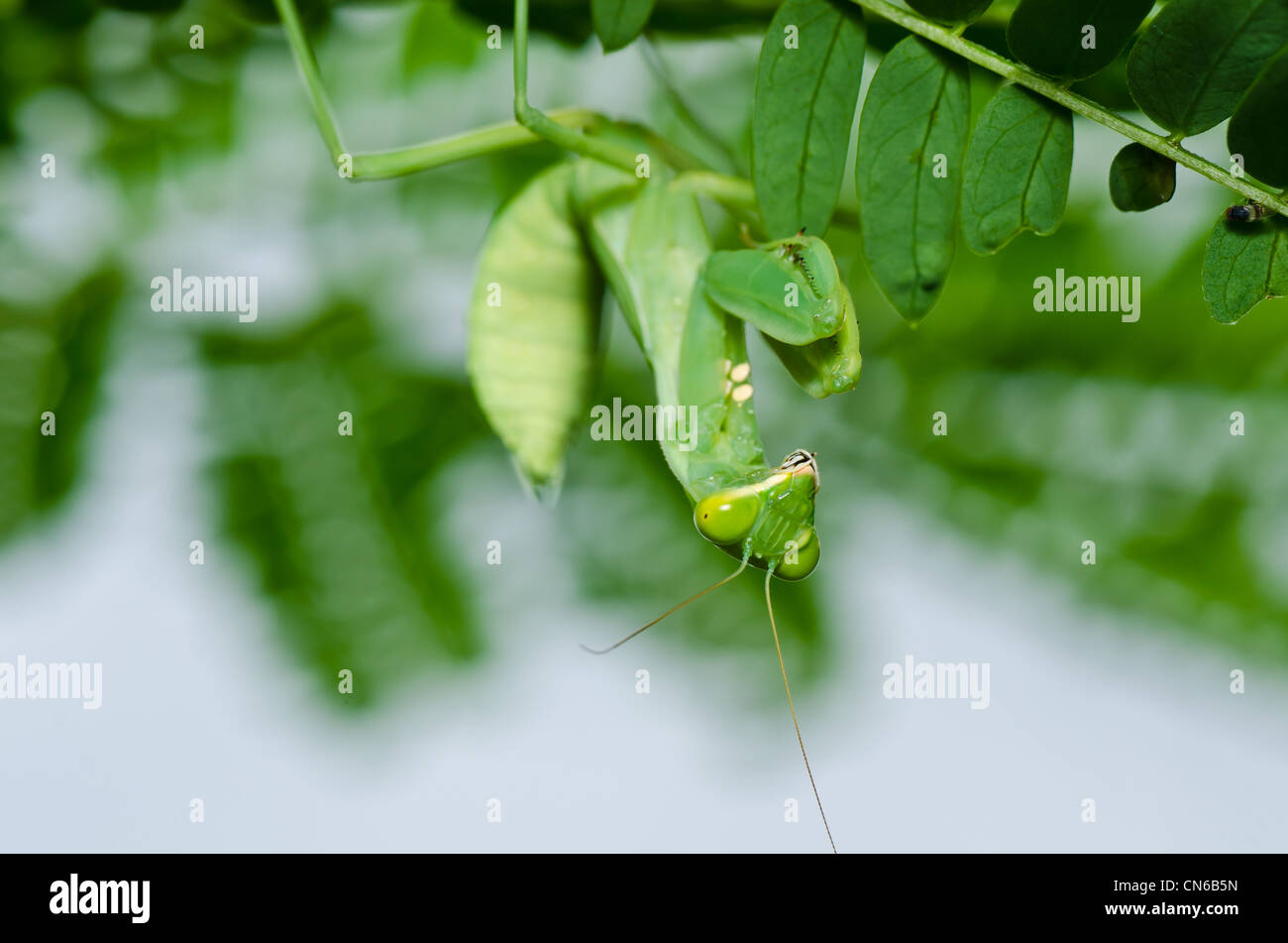 mantis in green nature or in garden Stock Photo - Alamy