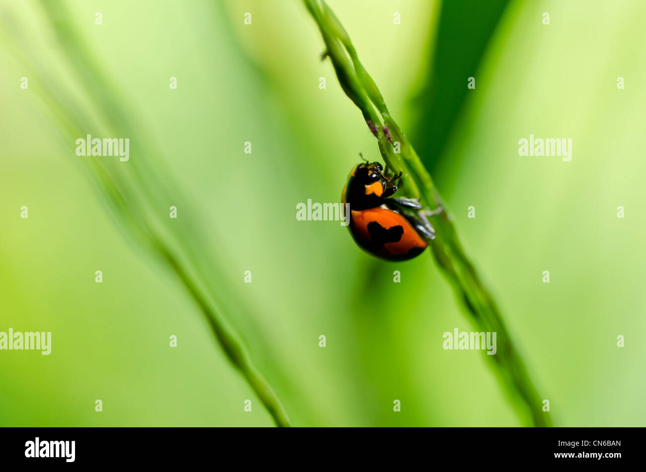 ladybug in the green nature or in the garden Stock Photo - Alamy