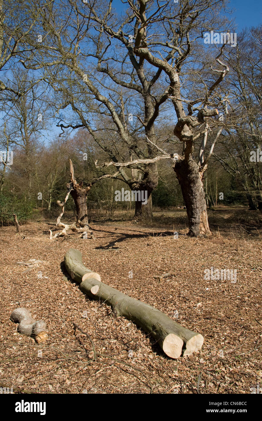 Ancient old trees woodland Epping Forest Stock Photo - Alamy
