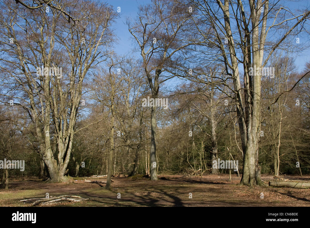 Ancient old trees woodland Epping Forest Stock Photo - Alamy