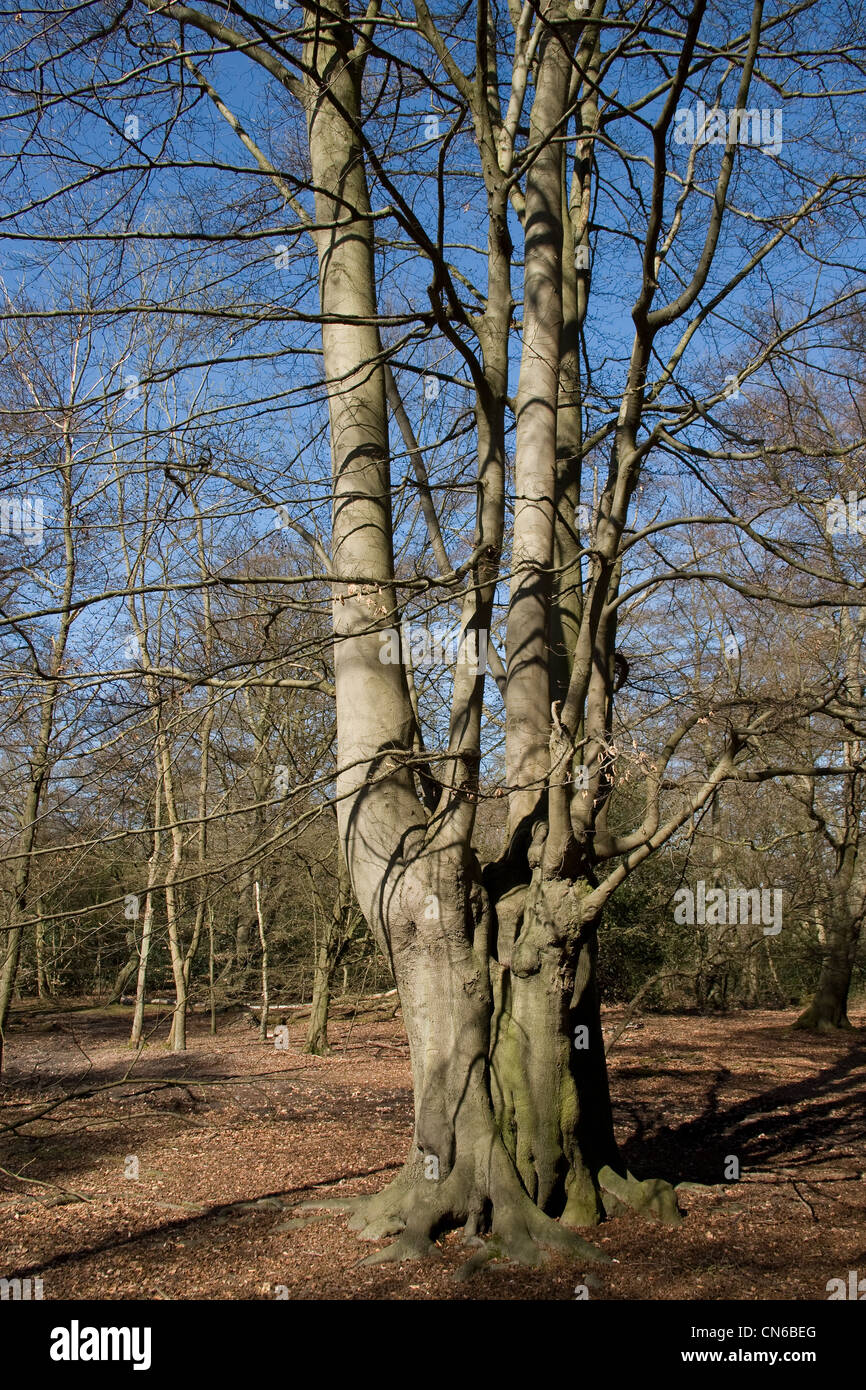 Ancient old trees woodland Epping Forest Stock Photo - Alamy
