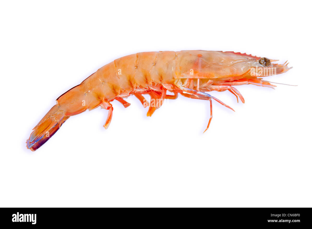 Single prawn Cut Out Stock Images & Pictures - Alamy