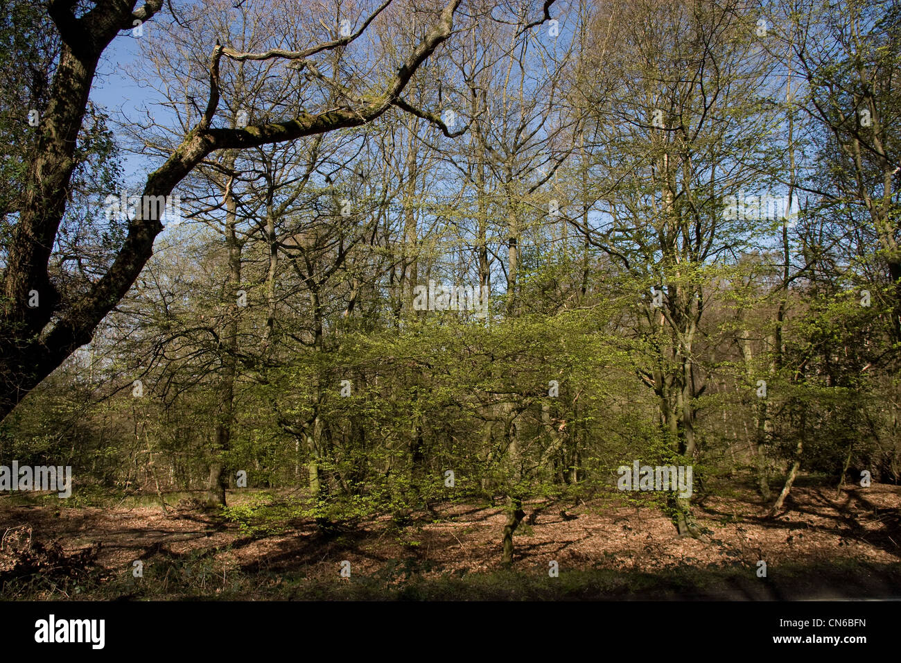 Ancient old trees woodland Epping Forest Stock Photo - Alamy
