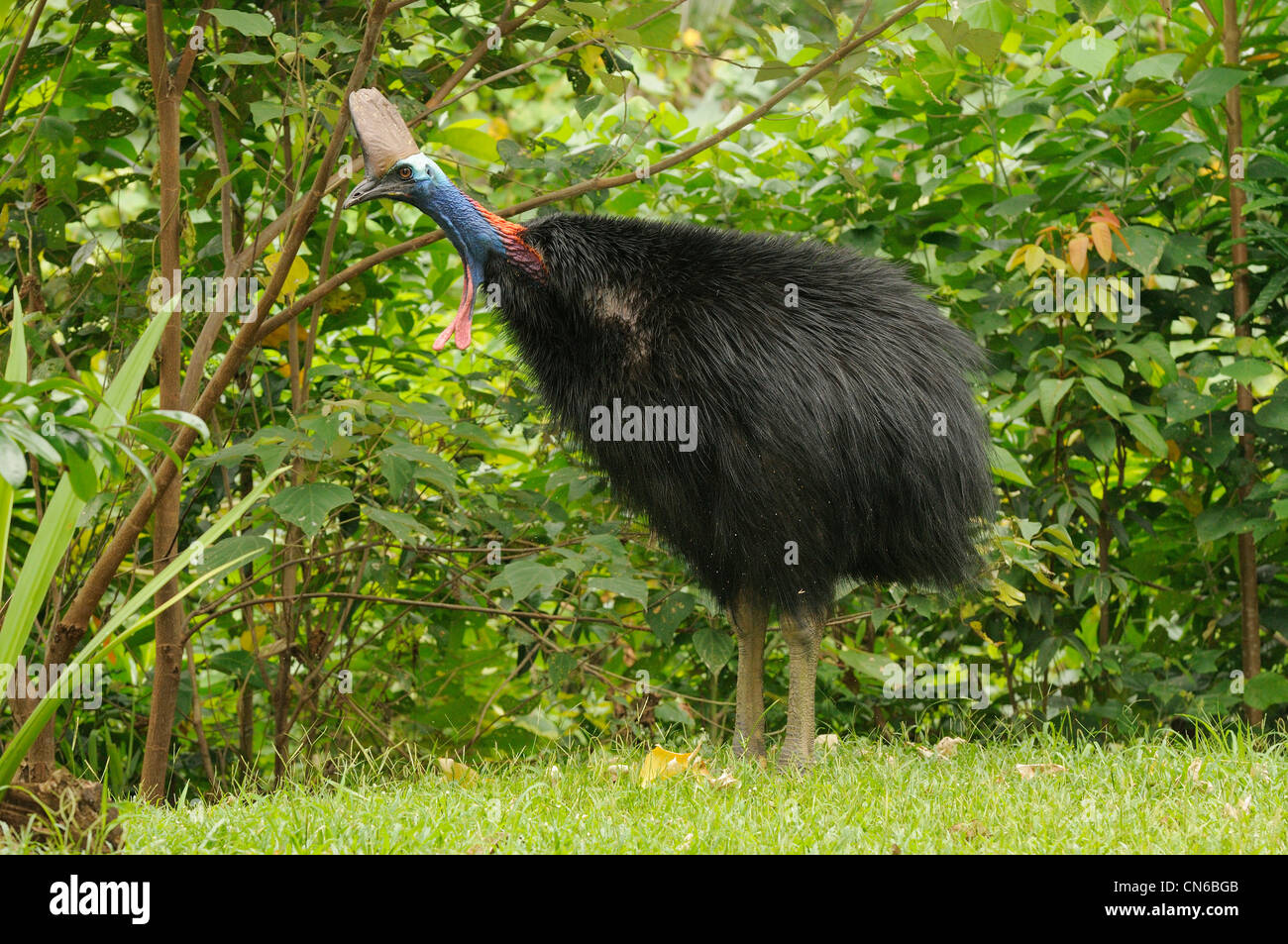 Cassowary feathers hi-res stock photography and images - Alamy