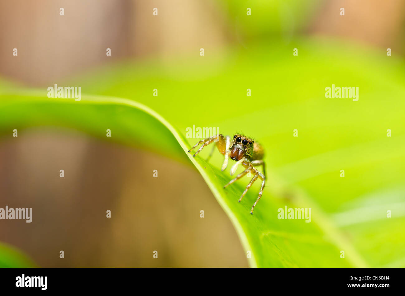 jumping spider in green nature or in the garden Stock Photo - Alamy