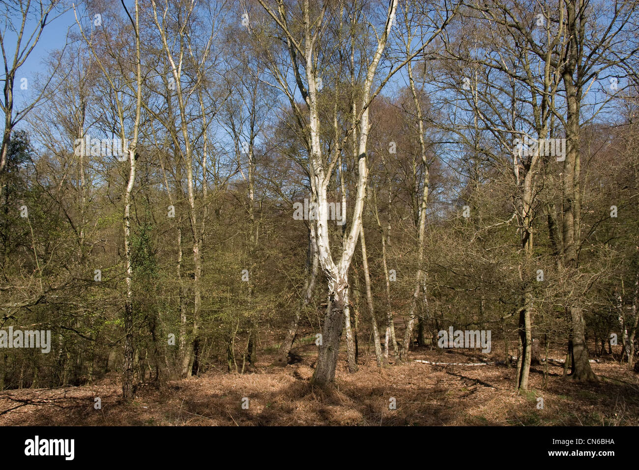 Ancient old trees woodland Epping Forest Stock Photo - Alamy