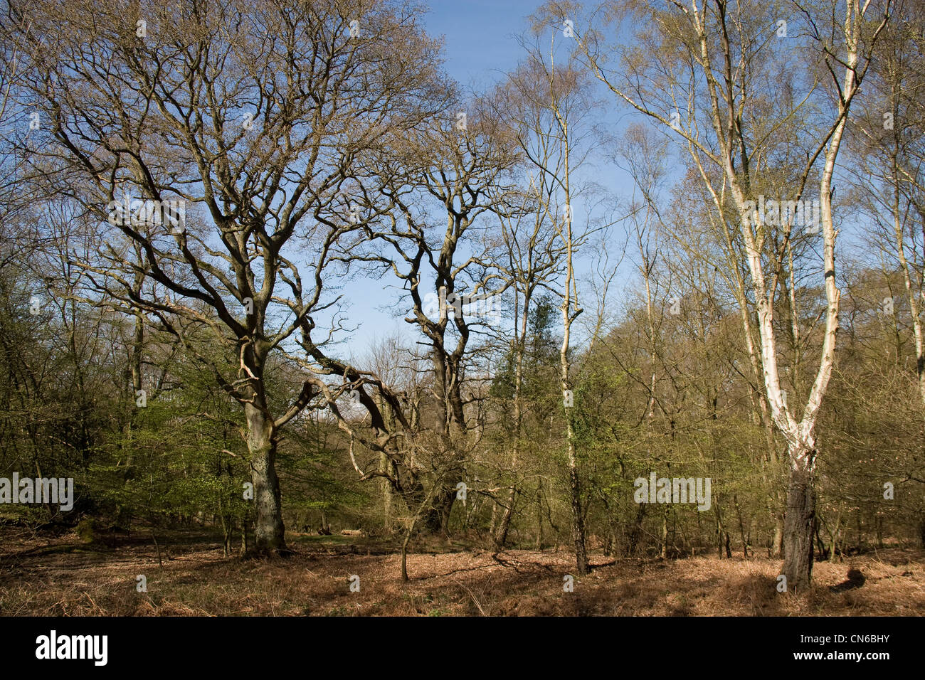 Ancient old trees woodland Epping Forest Stock Photo - Alamy
