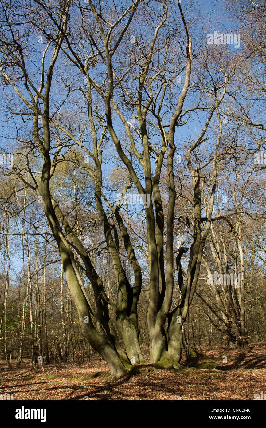 Ancient old trees woodland Epping Forest Stock Photo - Alamy