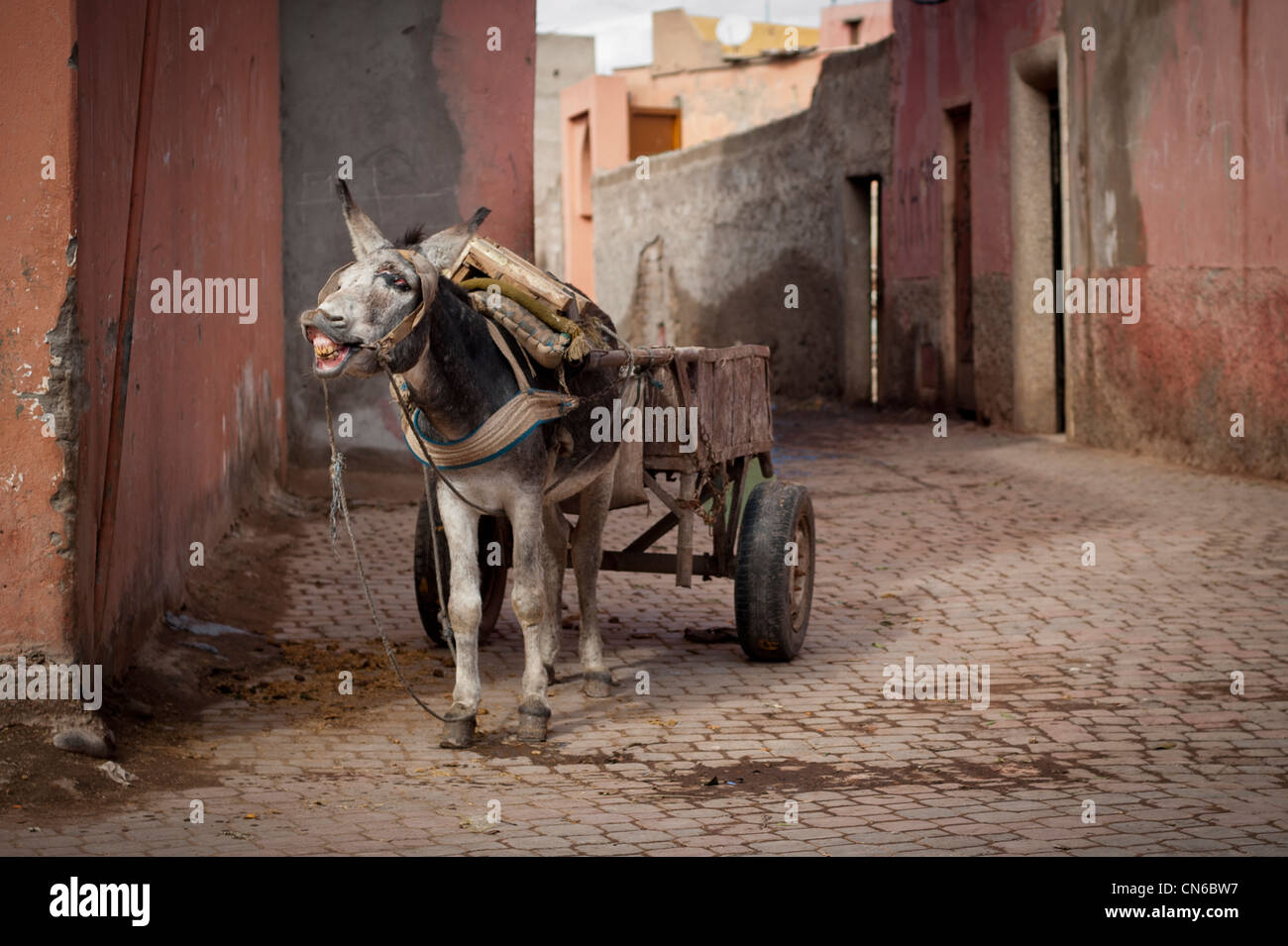 Donkey Cart Marrakech Morocco North High Resolution Stock Photography ...