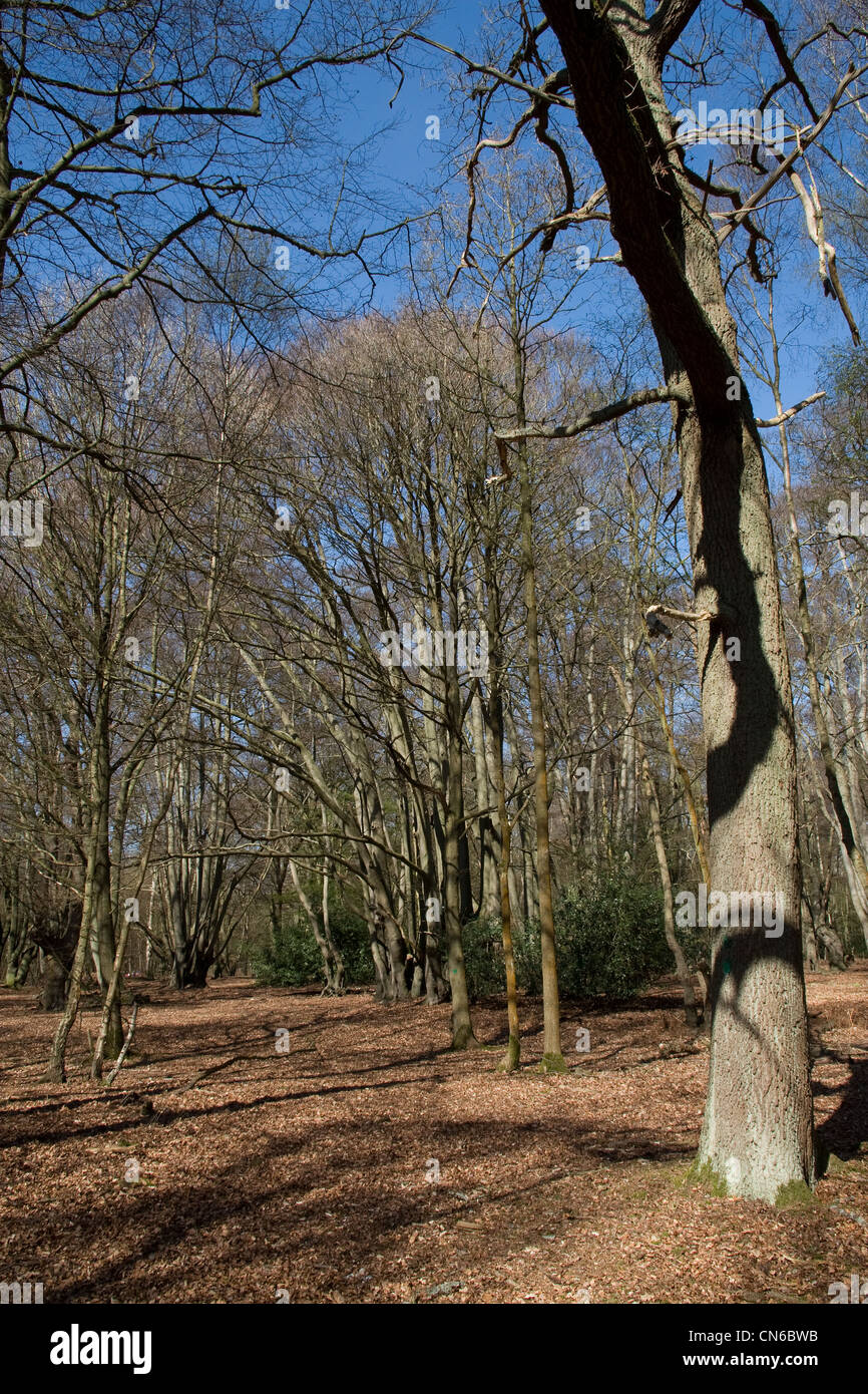 Ancient old trees woodland Epping Forest Stock Photo - Alamy