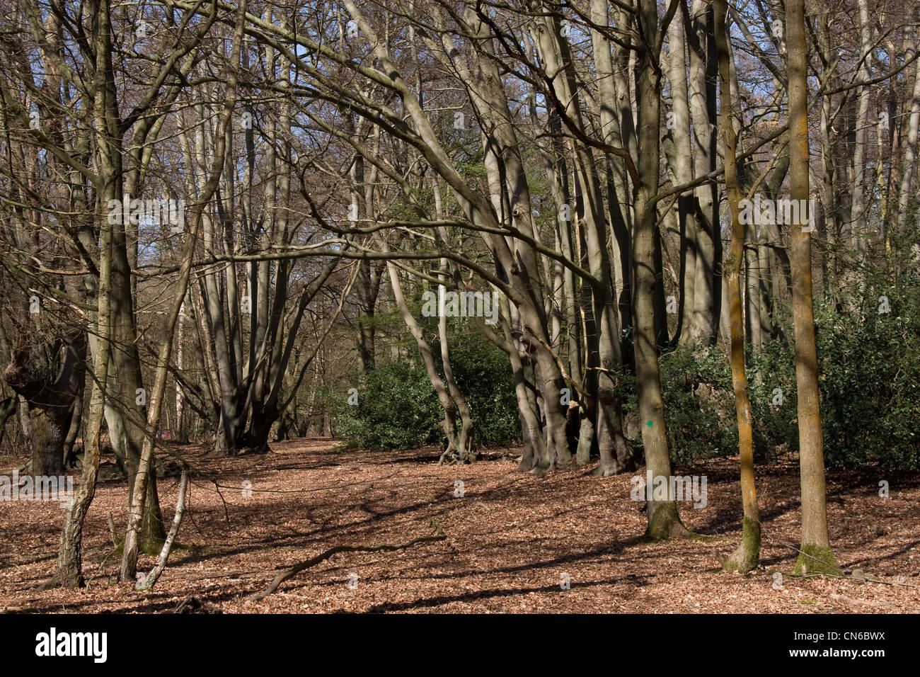 Ancient old trees woodland Epping Forest Stock Photo - Alamy