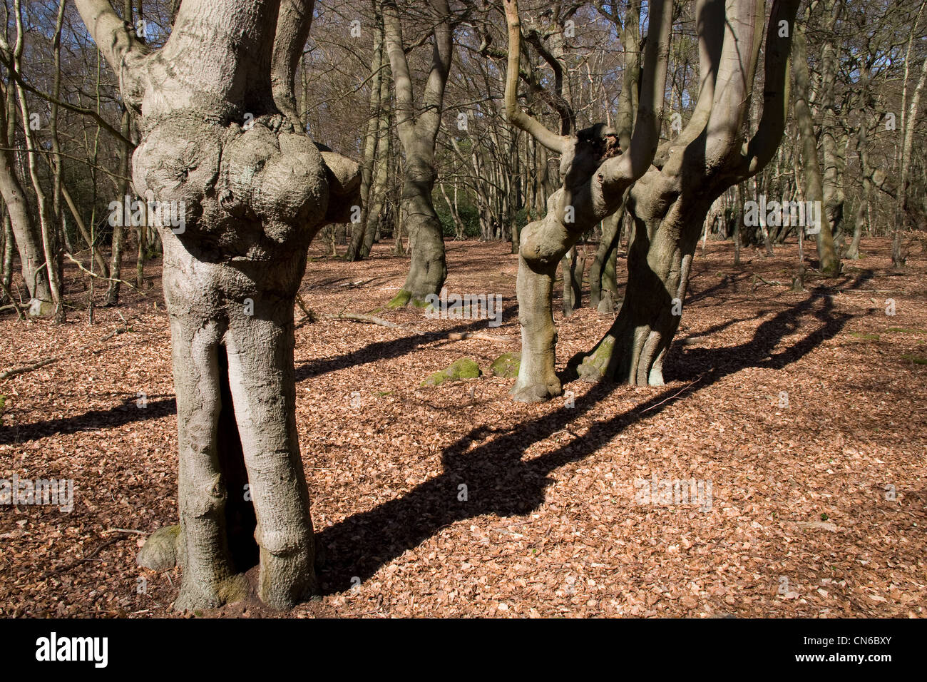 Ancient old trees woodland Epping Forest Stock Photo - Alamy