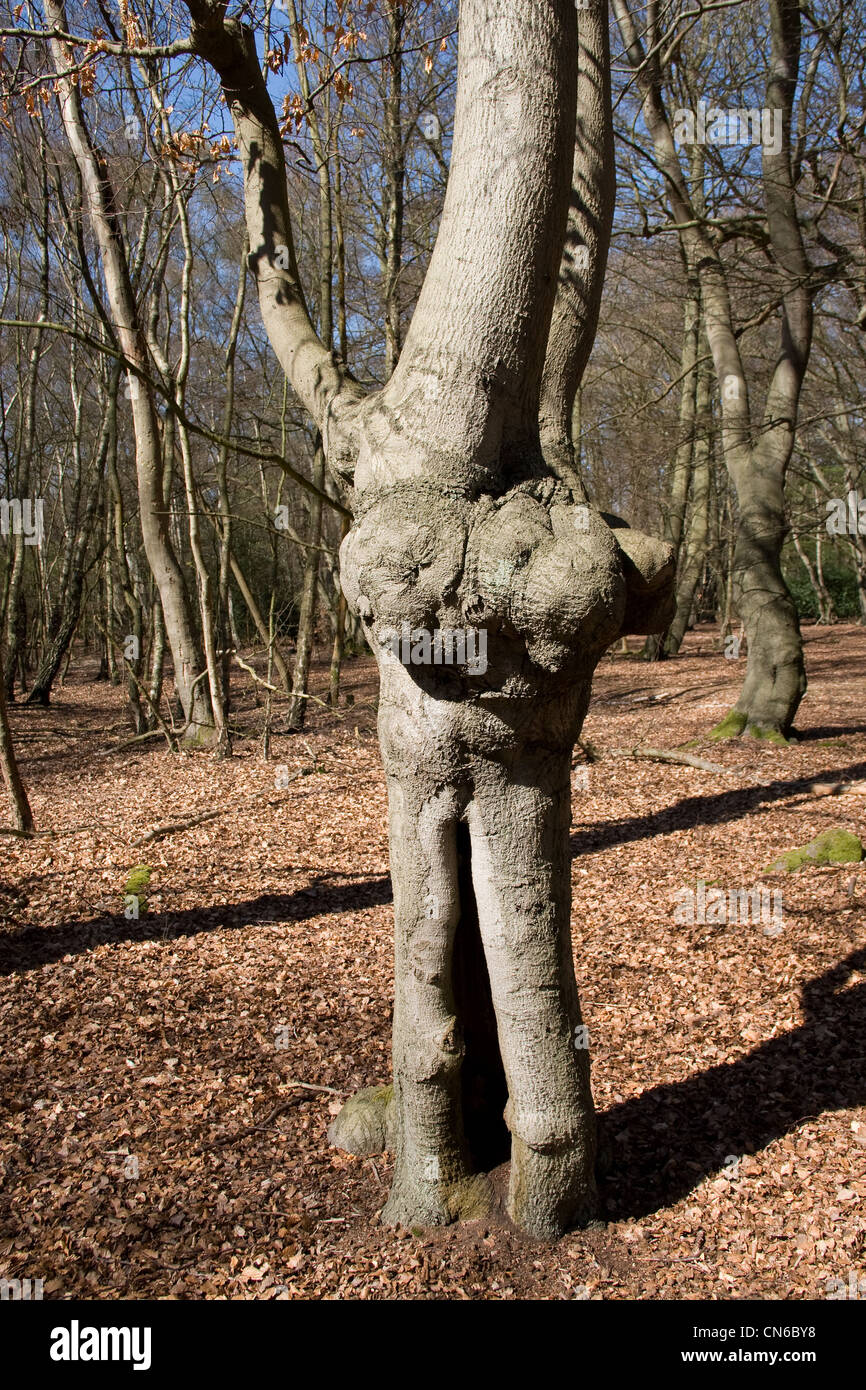 Bulbous trees hi-res stock photography and images - Alamy
