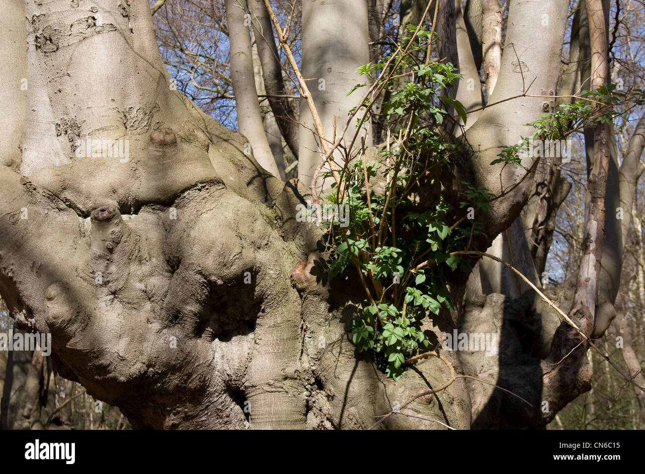 Woodland vine hi-res stock photography and images - Alamy