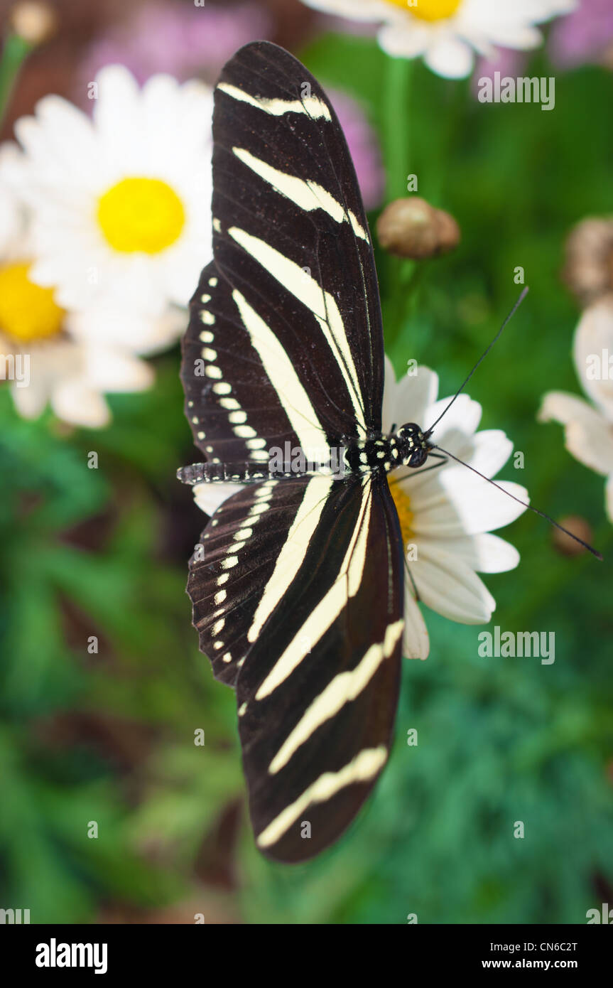 Closeup butterfly wing hi-res stock photography and images - Alamy