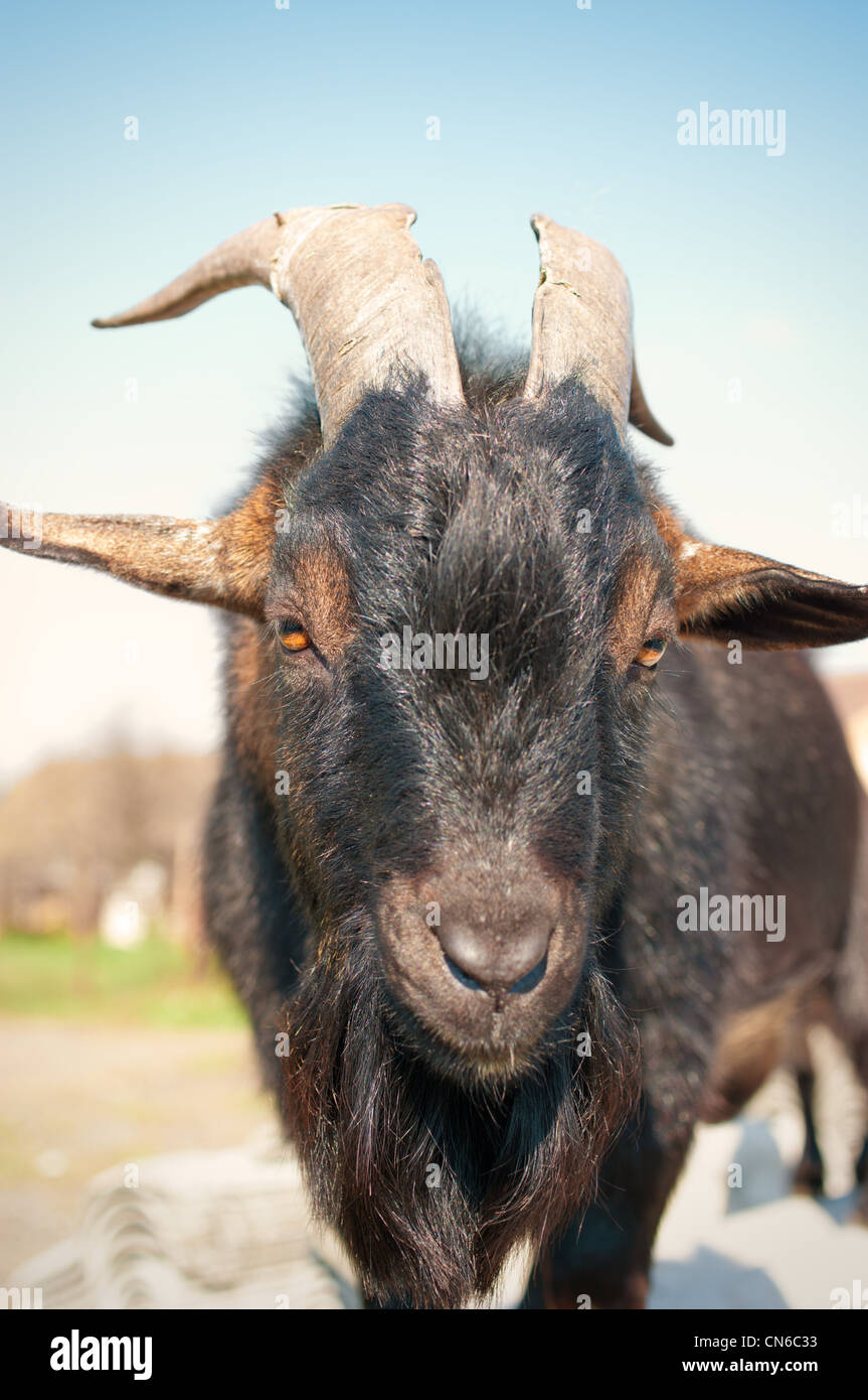 Portrait goat hi-res stock photography and images - Alamy