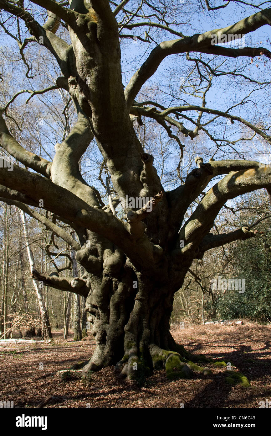 Ancient old trees woodland Epping Forest Stock Photo - Alamy