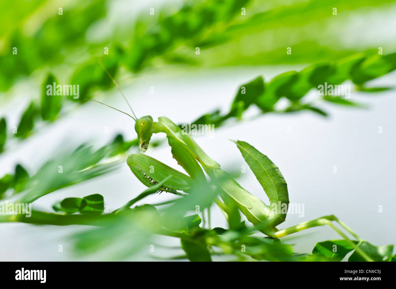 mantis in green nature or in garden Stock Photo - Alamy