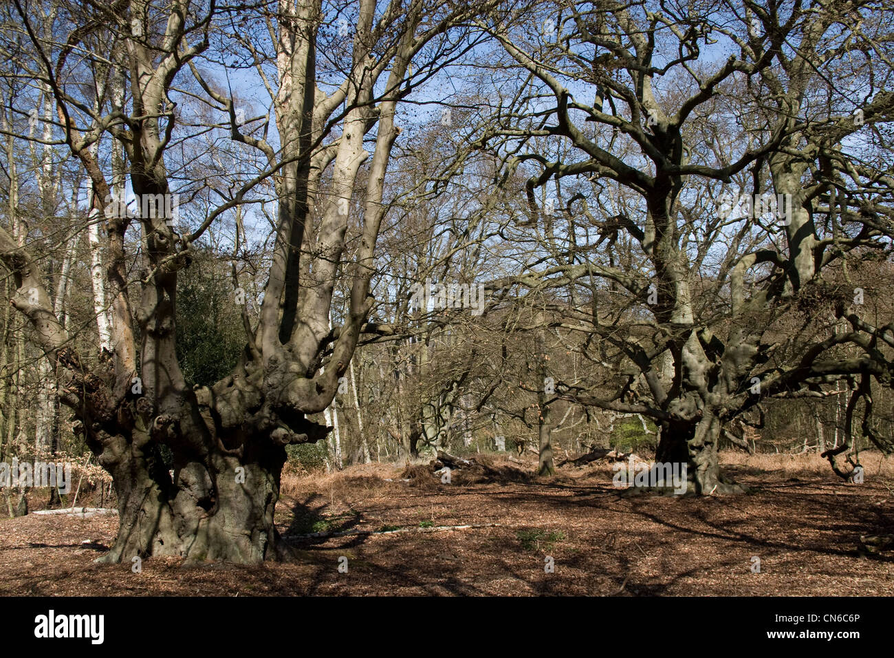 Ancient old trees woodland Epping Forest Stock Photo - Alamy