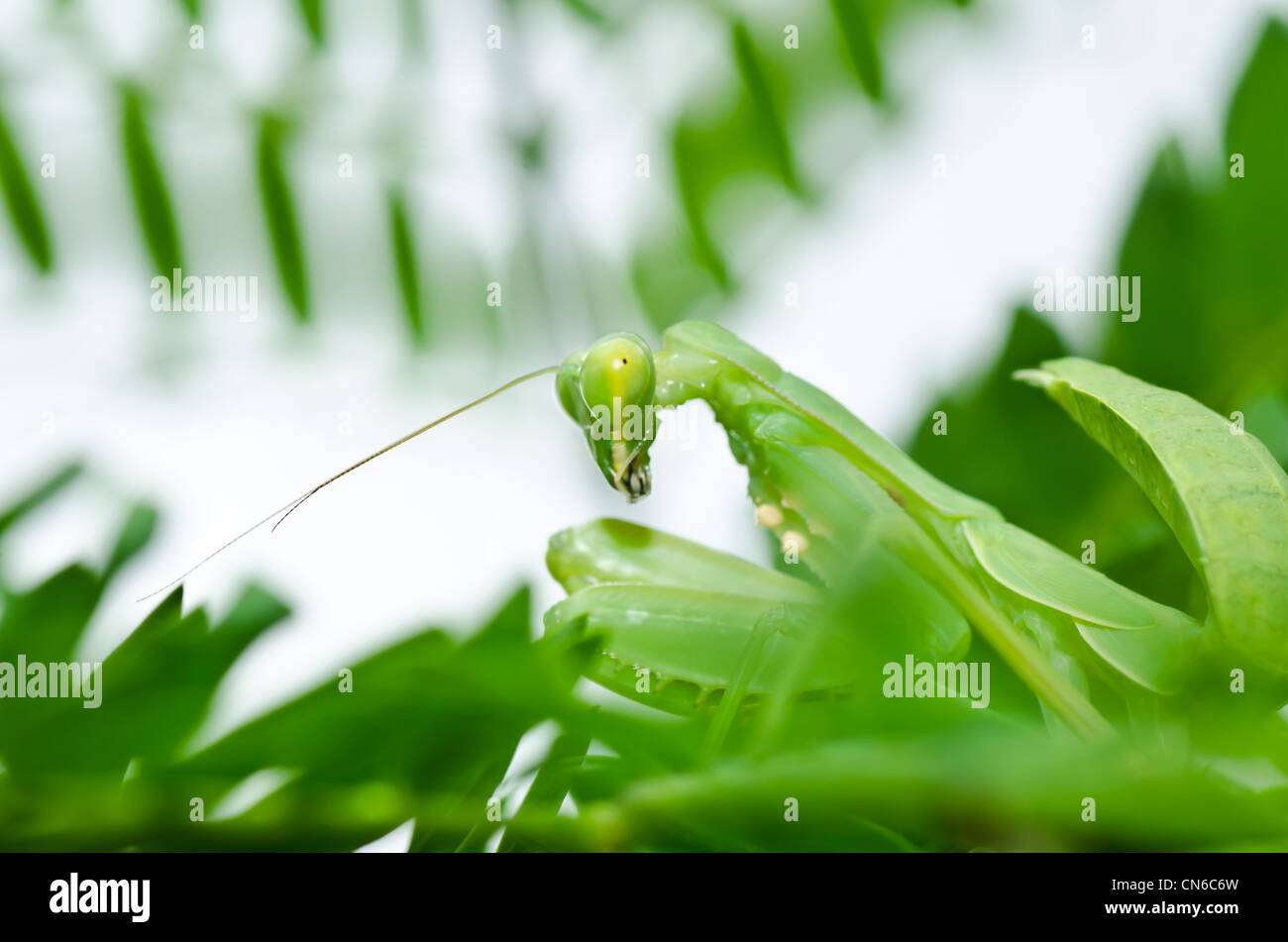 mantis in green nature or in garden Stock Photo - Alamy
