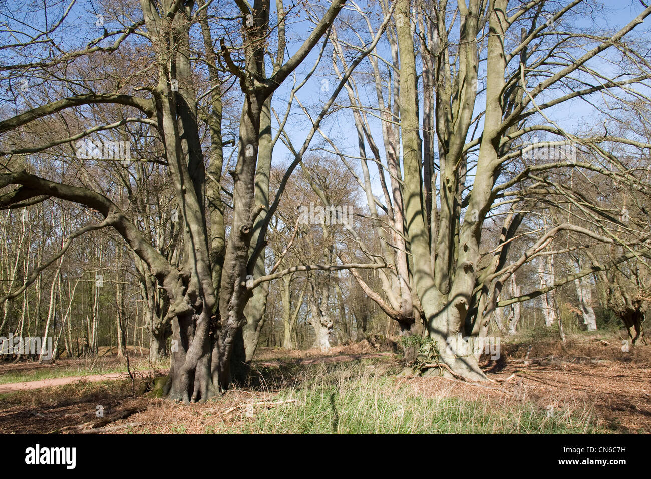 Ancient old trees woodland Epping Forest Stock Photo - Alamy
