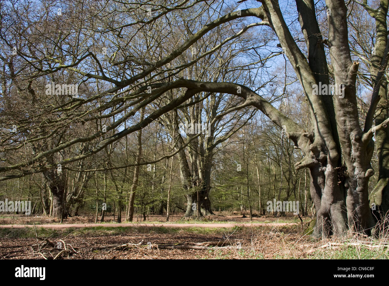 Ancient old trees woodland Epping Forest Stock Photo - Alamy